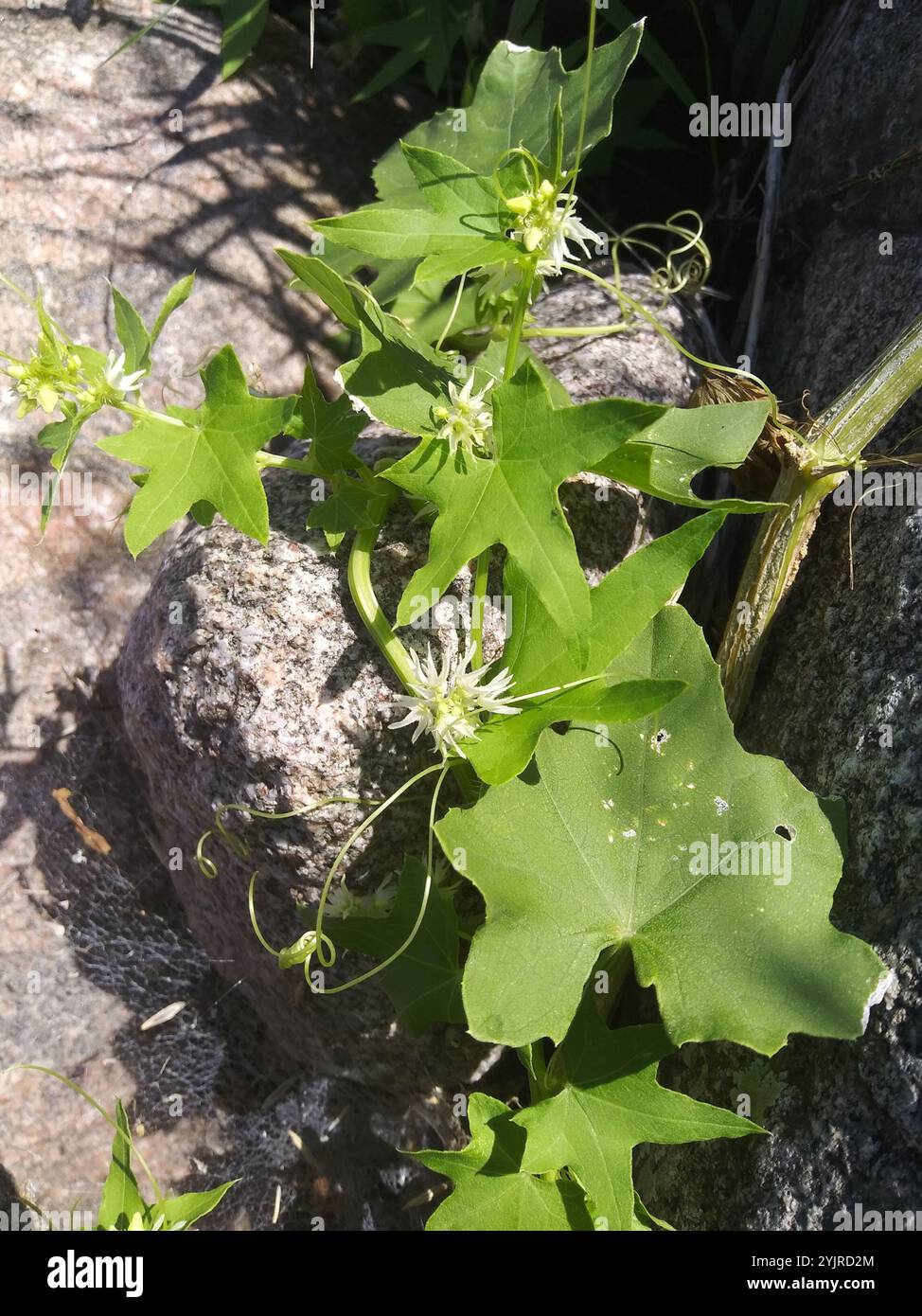 wild cucumber (Echinocystis lobata Stock Photo - Alamy