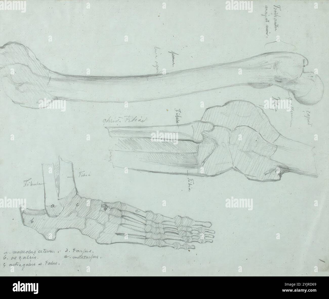 Ekman, Robert Wilhelm, work, Skeleton exercise from the foot and lower ...