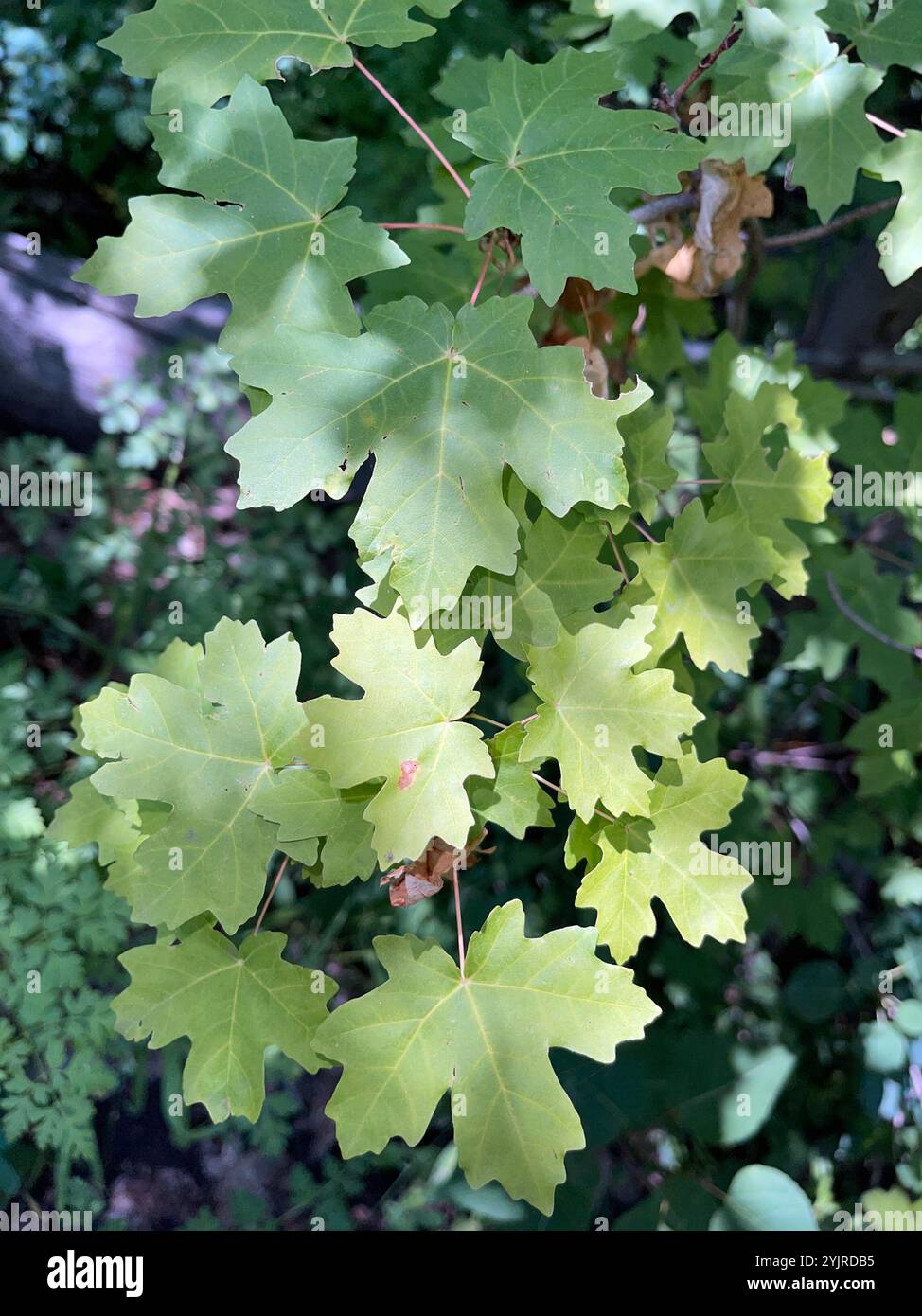bigtooth maple (Acer grandidentatum Stock Photo - Alamy