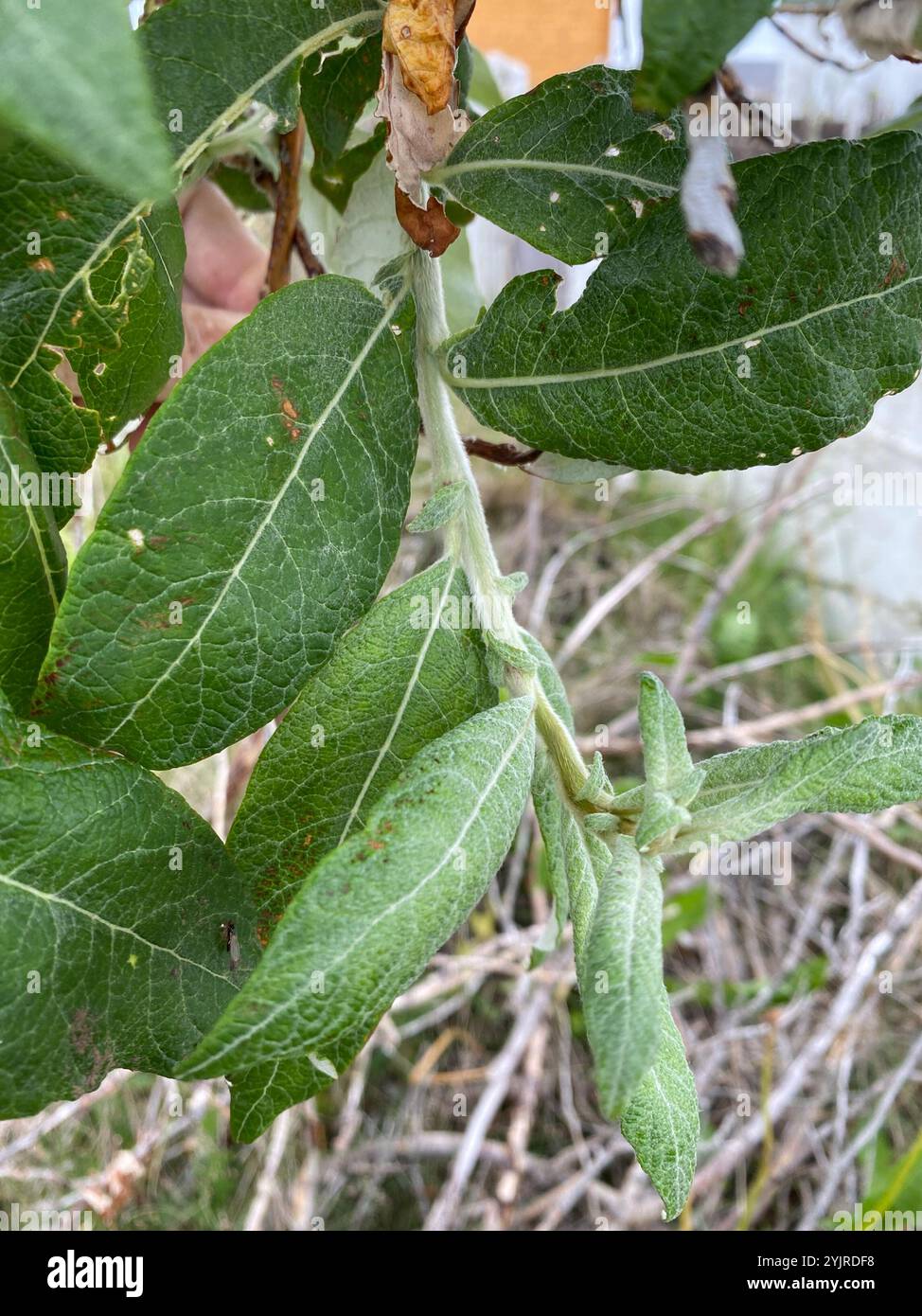 Alaska willow (Salix alaxensis Stock Photo - Alamy