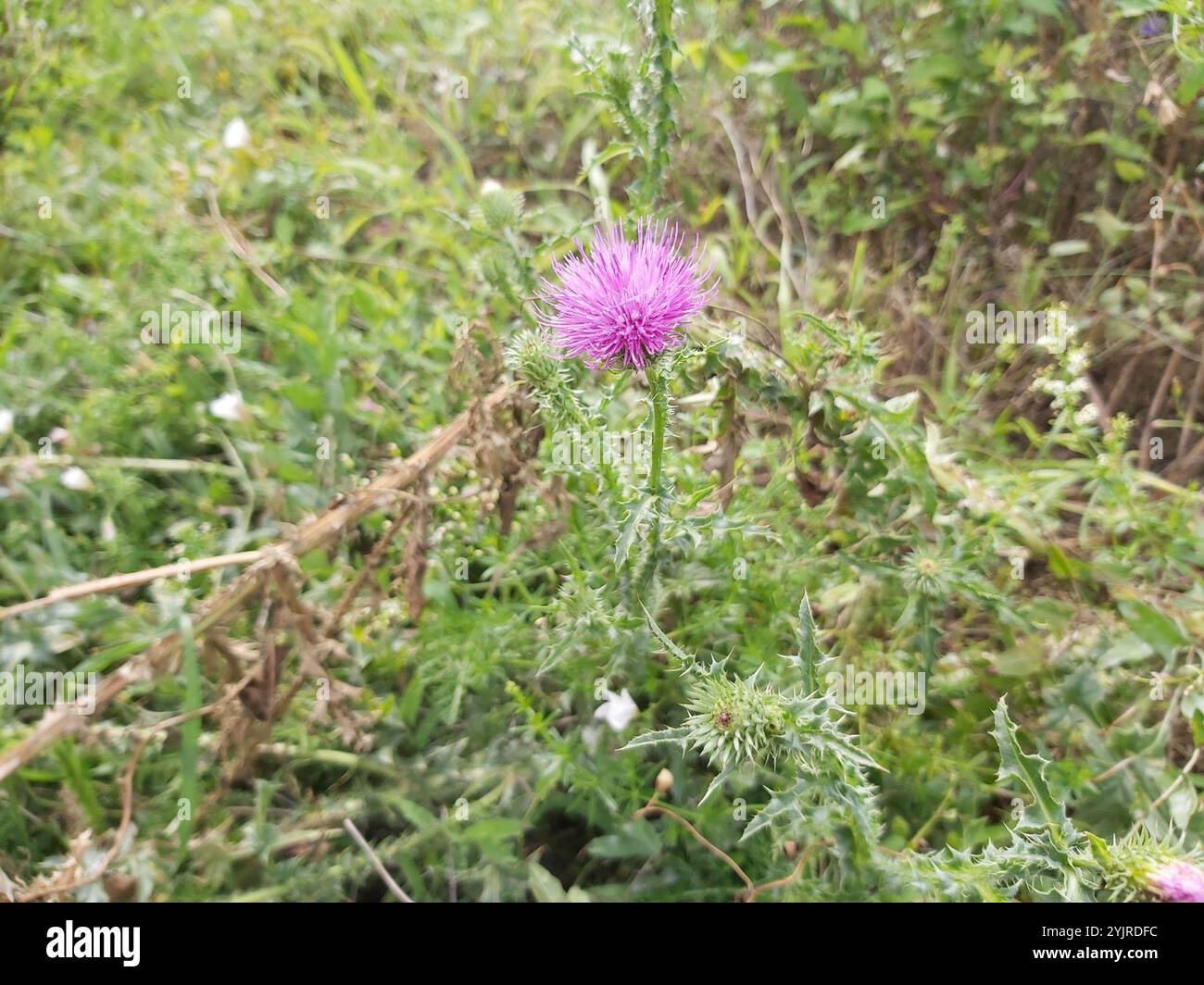 Broad winged thistle hi-res stock photography and images - Alamy