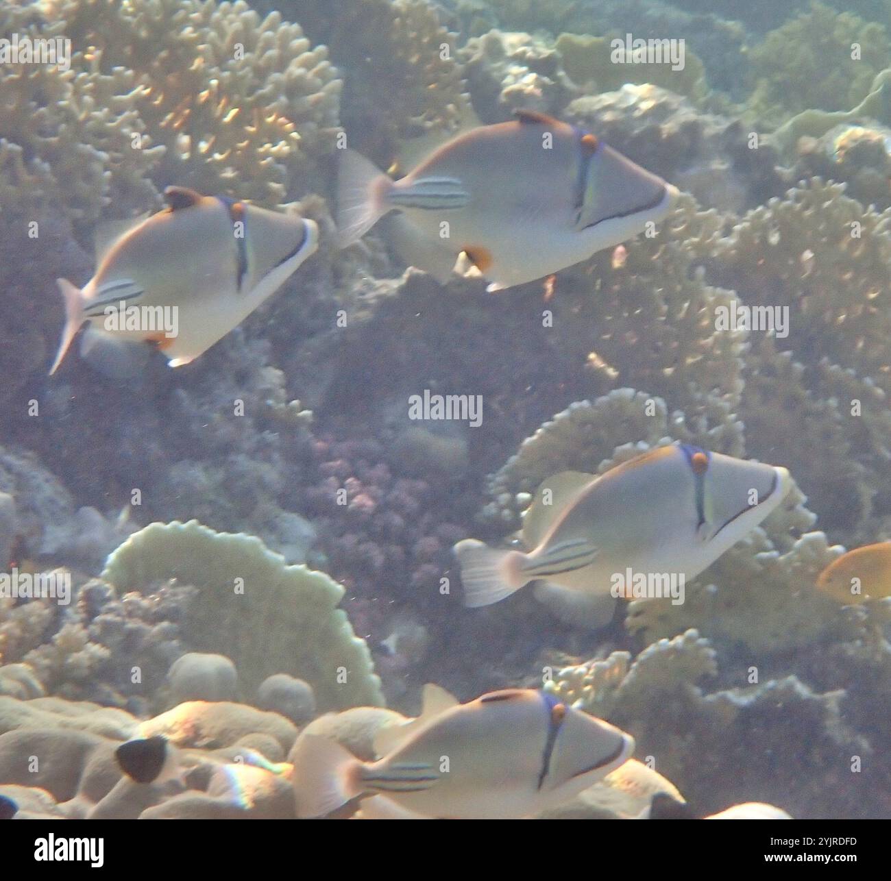 Arabian picasso hi-res stock photography and images - Alamy