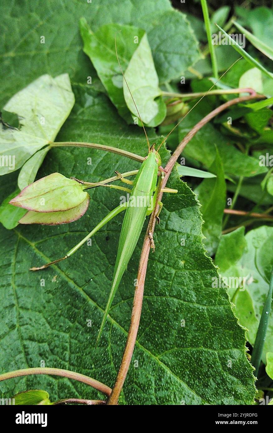 Large Conehead (Ruspolia nitidula Stock Photo - Alamy