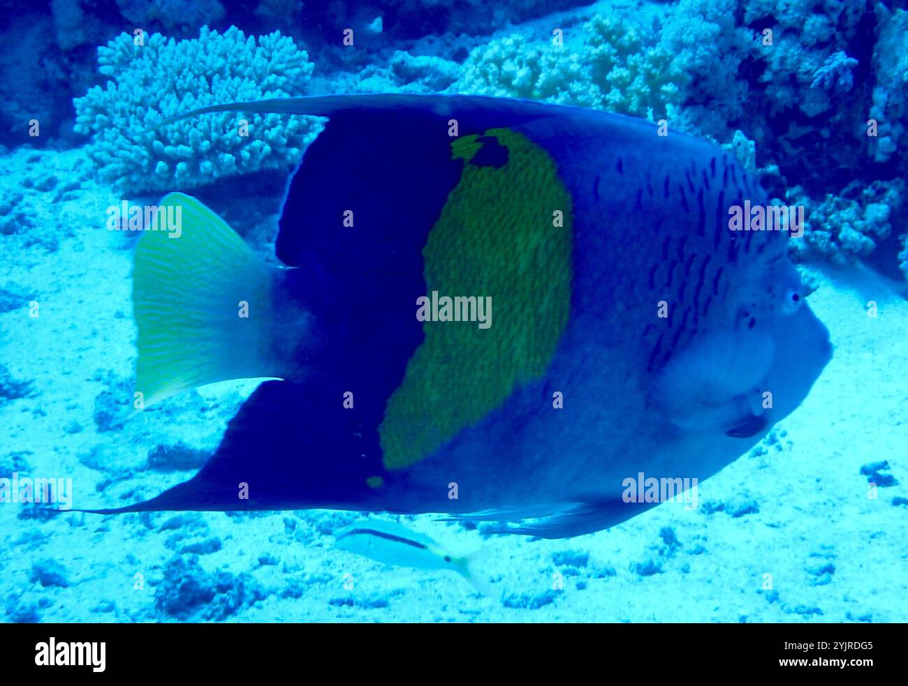 Halfmoon Angelfish (Pomacanthus maculosus Stock Photo - Alamy
