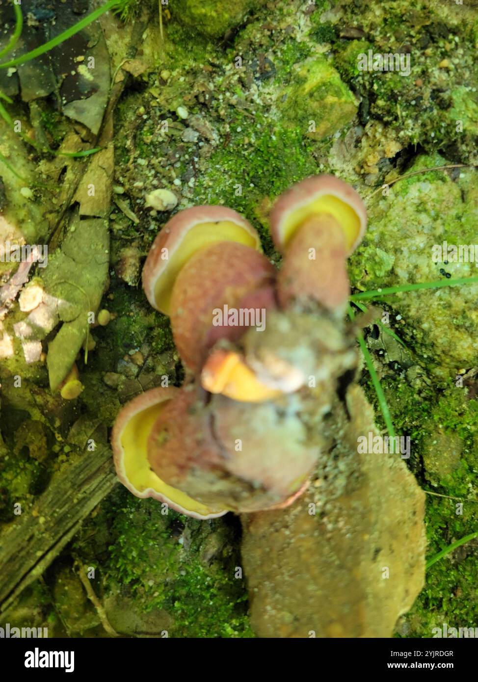 Two colored bolete hi-res stock photography and images - Alamy