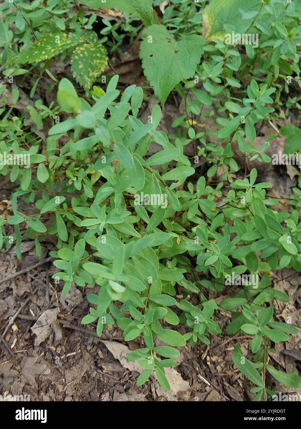 low St. John's wort (Hypericum stragulum Stock Photo - Alamy