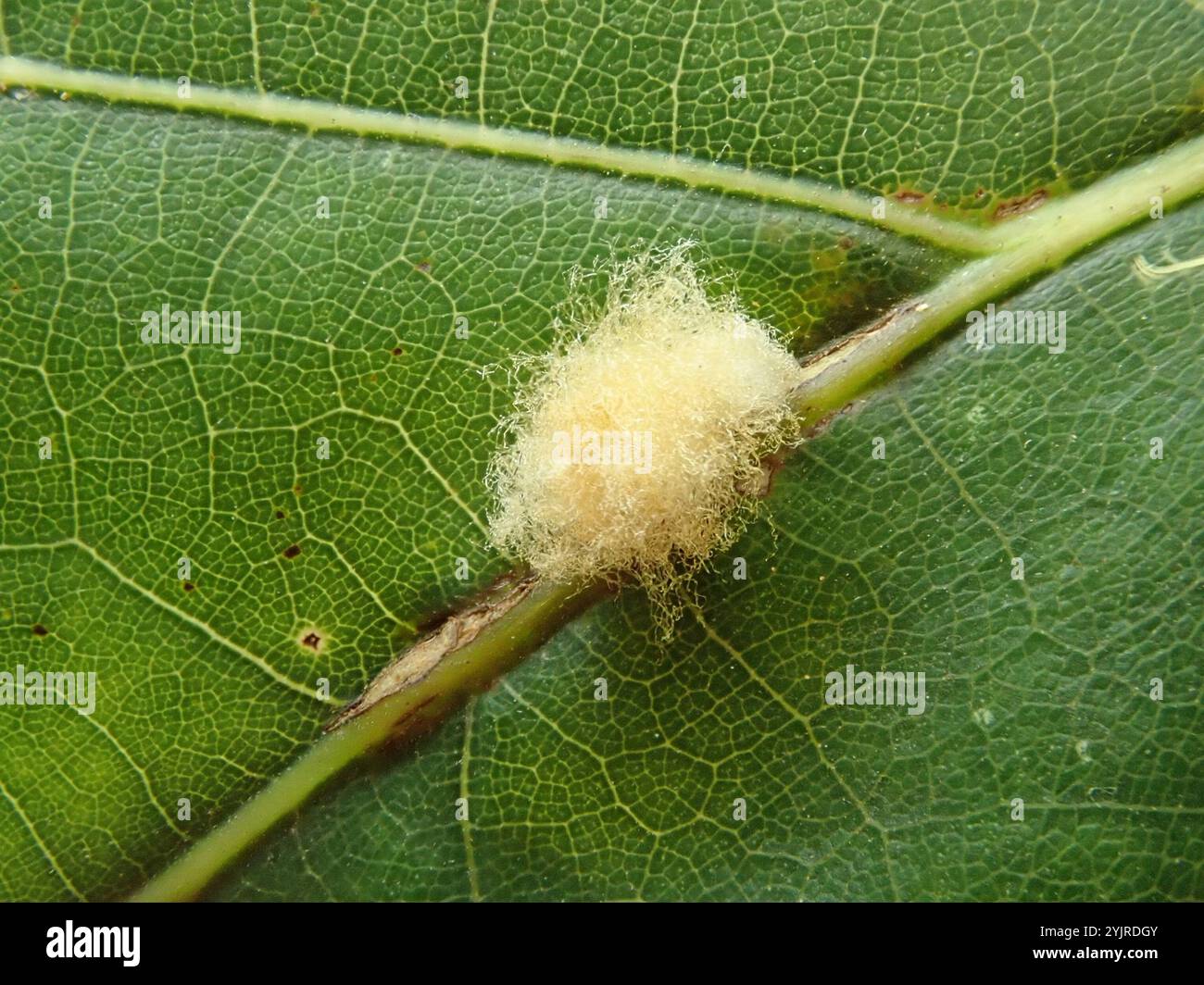 Woolly Oak Gall Wasp (Callirhytis lanata Stock Photo - Alamy