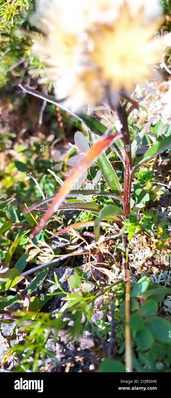 Alpine Saw-wort (Saussurea alpina Stock Photo - Alamy