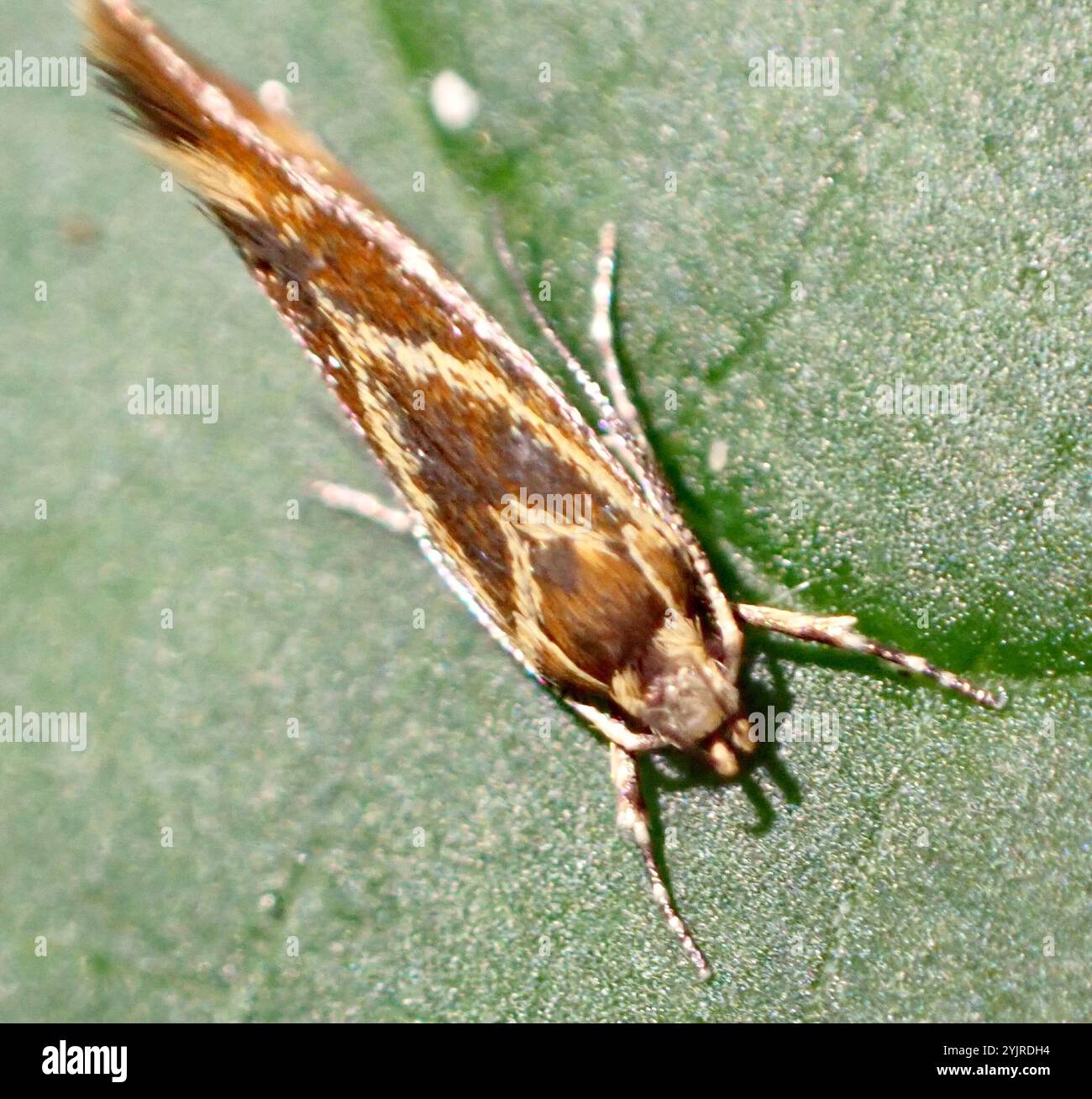 Italian Tubic (Metalampra italica Stock Photo - Alamy