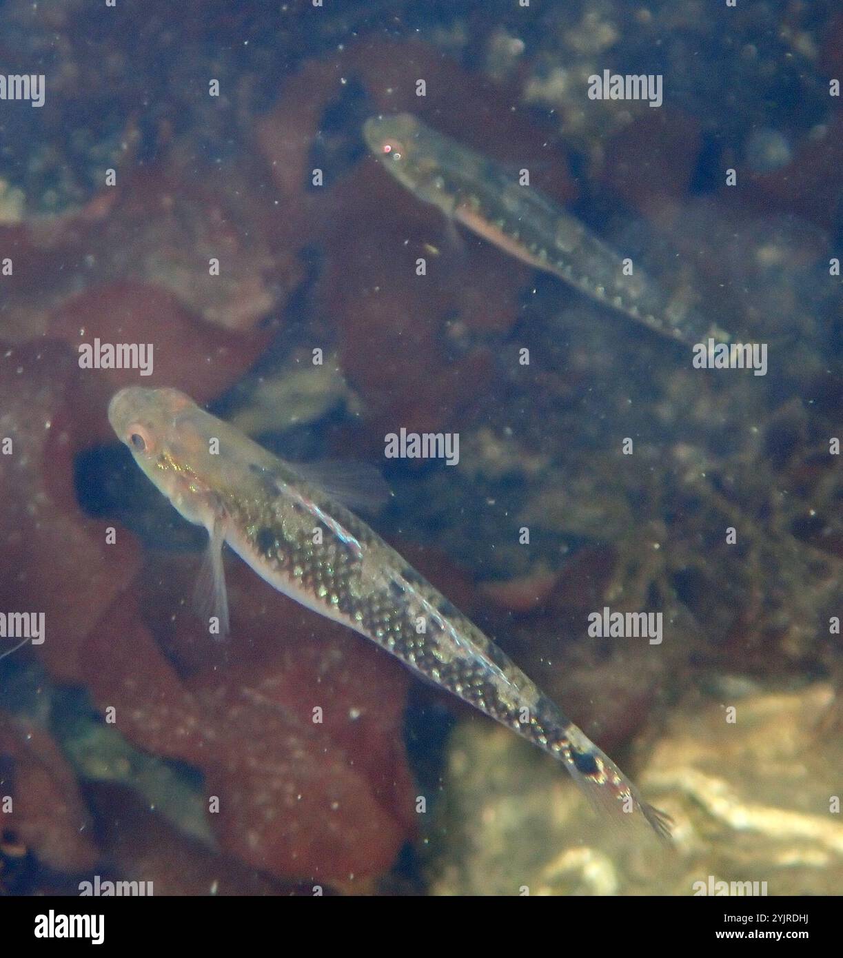 Two spotted goby hi-res stock photography and images - Alamy
