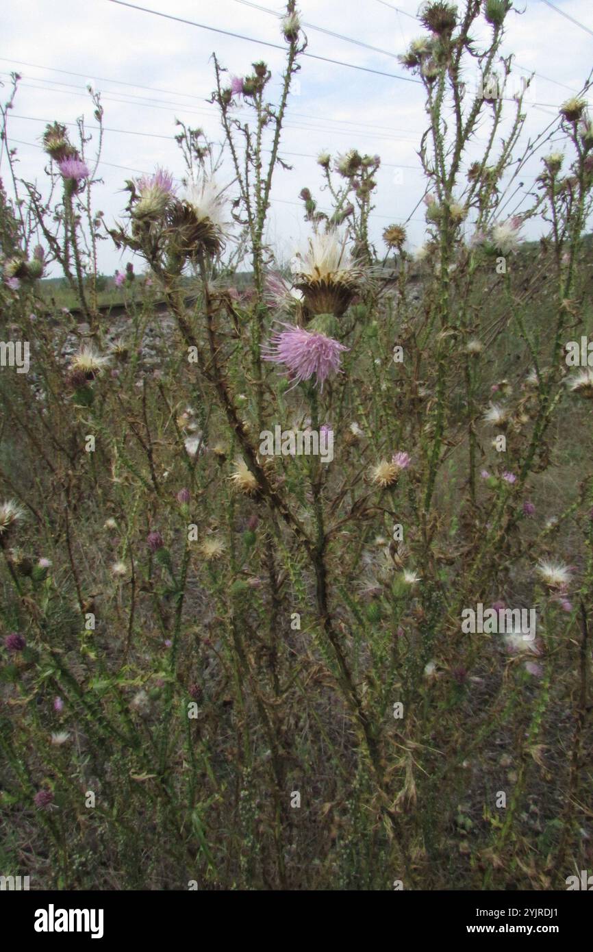 Broad winged thistle hi-res stock photography and images - Alamy