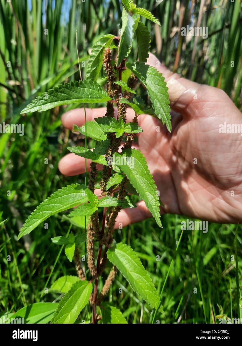 False nettle hi-res stock photography and images - Alamy