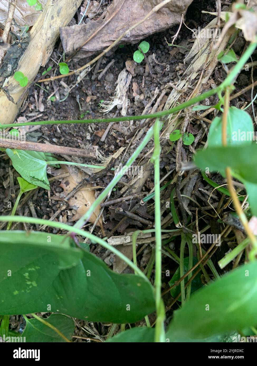Chinese yam (Dioscorea polystachya Stock Photo - Alamy