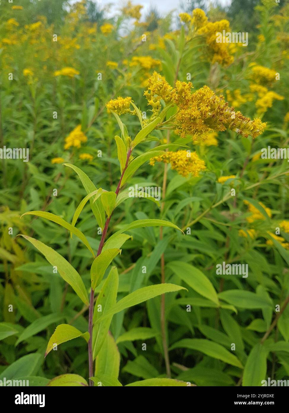 giant goldenrod (Solidago gigantea Stock Photo - Alamy