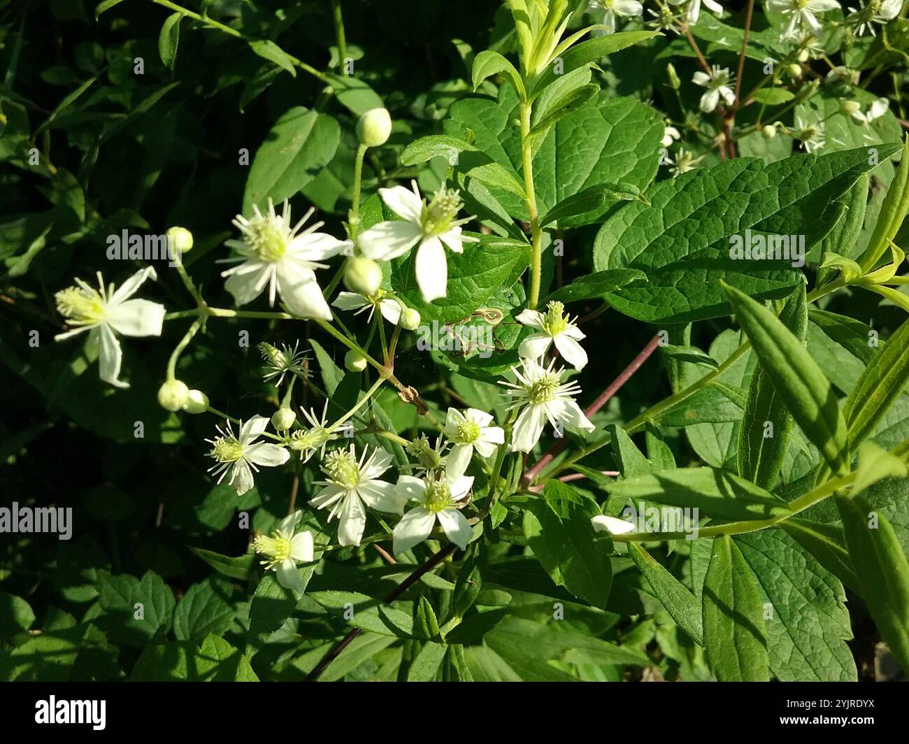 virgin's-bower (Clematis virginiana Stock Photo - Alamy