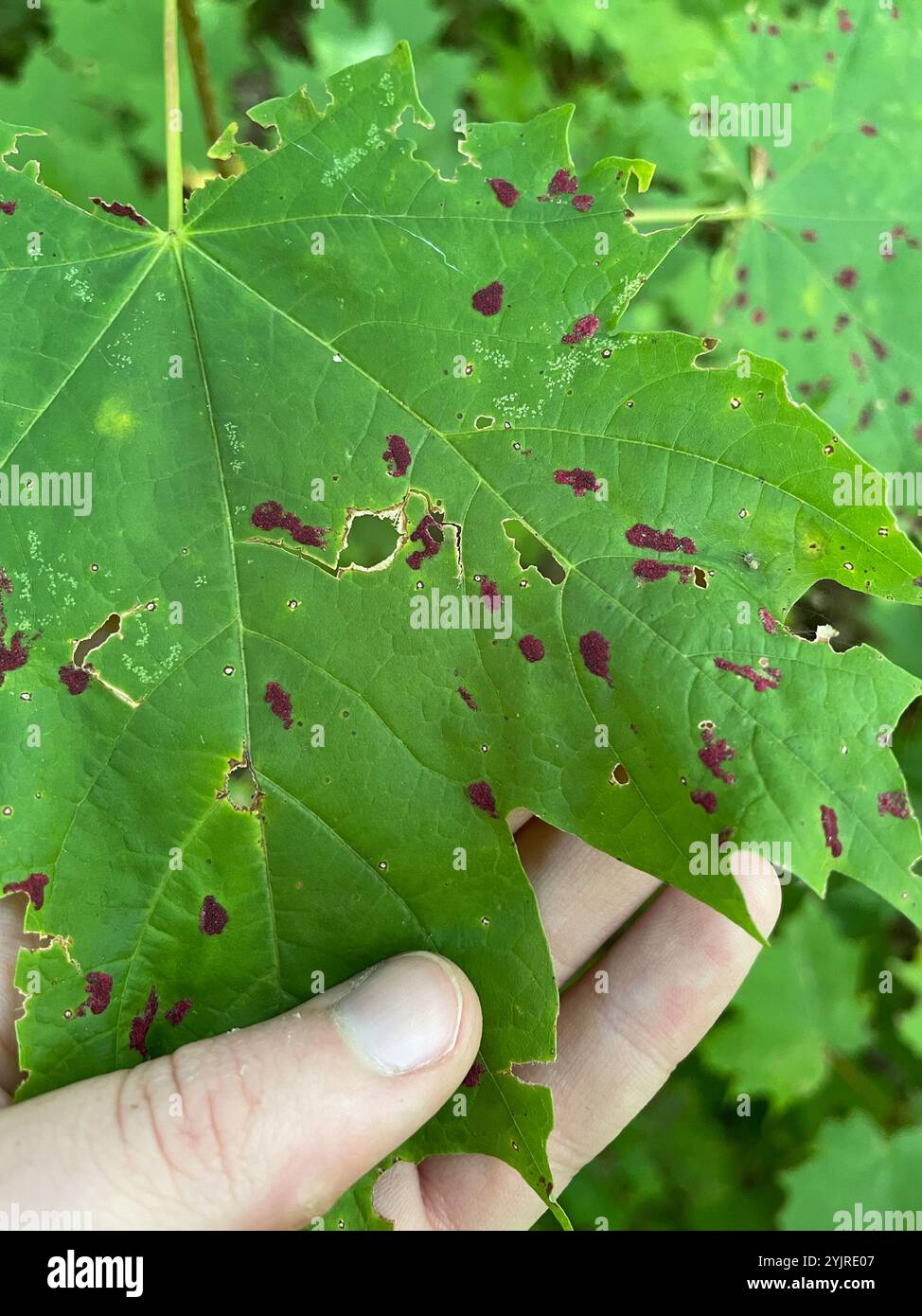 Aculus hi-res stock photography and images - Alamy