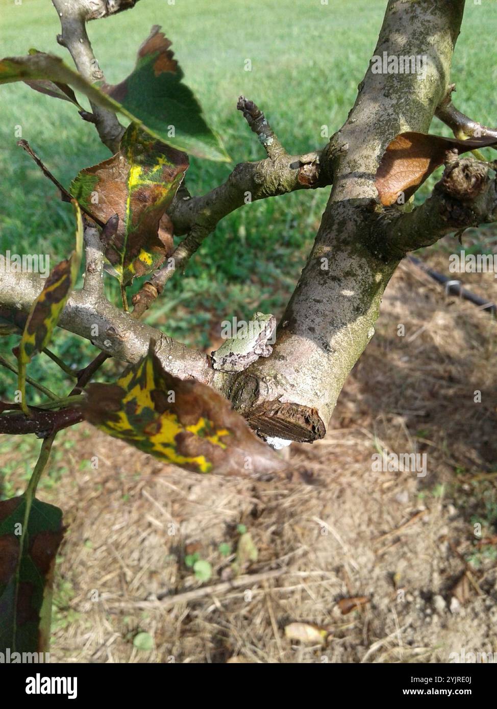 Cope's Gray Treefrog (Hyla chrysoscelis Stock Photo - Alamy