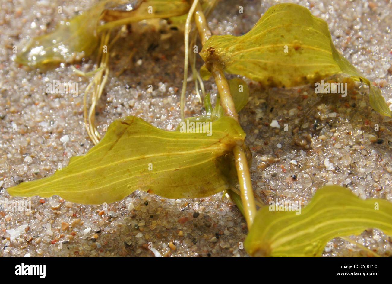 Perfoliate Pondweed (Potamogeton perfoliatus Stock Photo - Alamy
