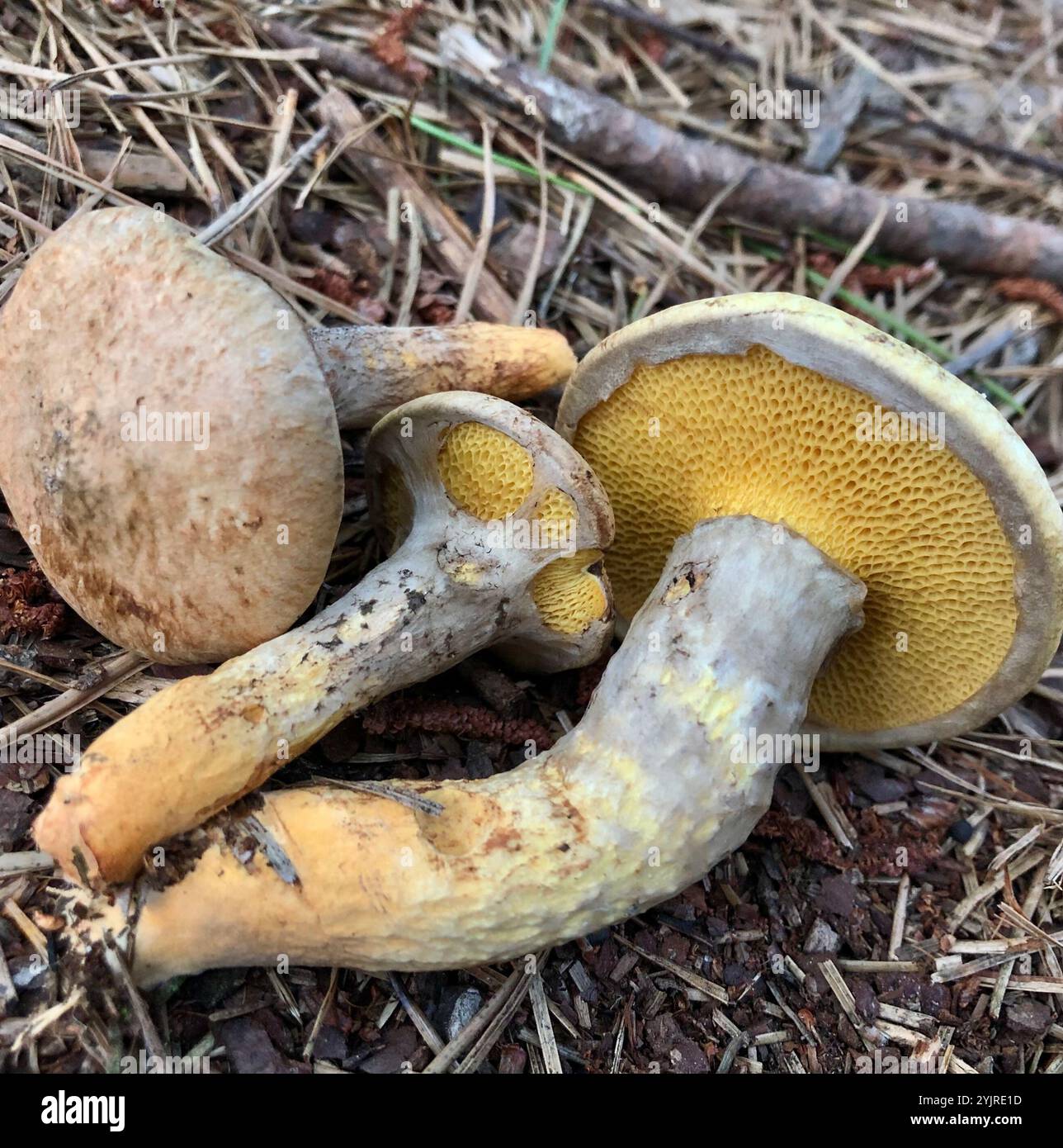 Deceptive Jack (Suillus decipiens Stock Photo - Alamy