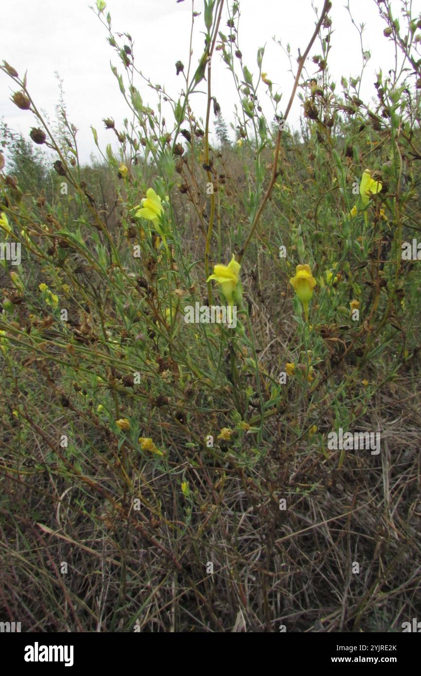 Broomleaf Toadflax (Linaria genistifolia Stock Photo - Alamy