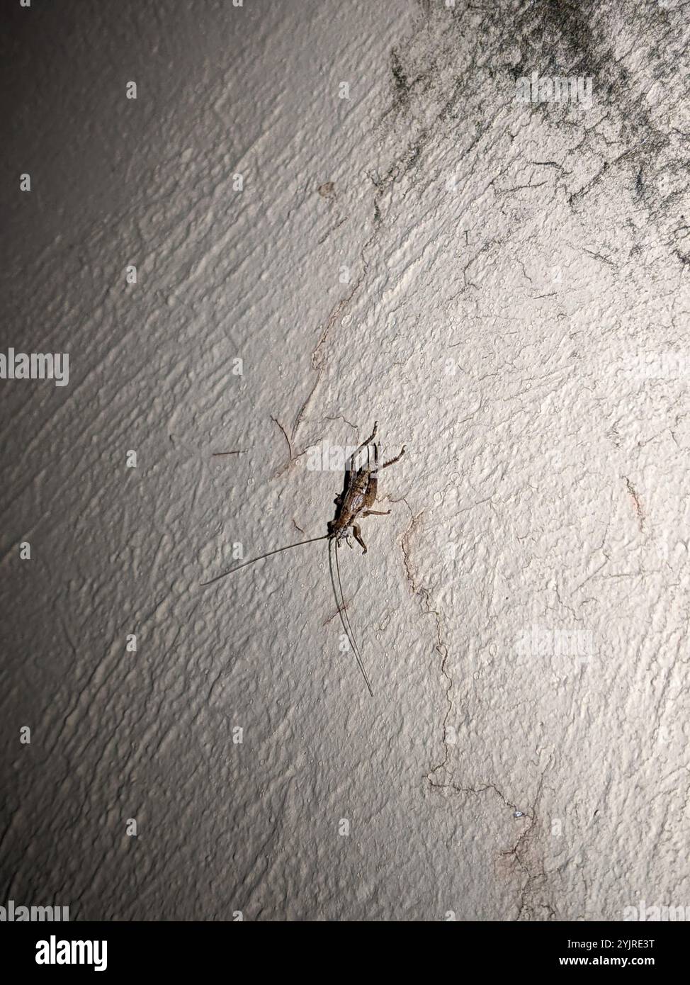 Hapithus hi-res stock photography and images - Alamy