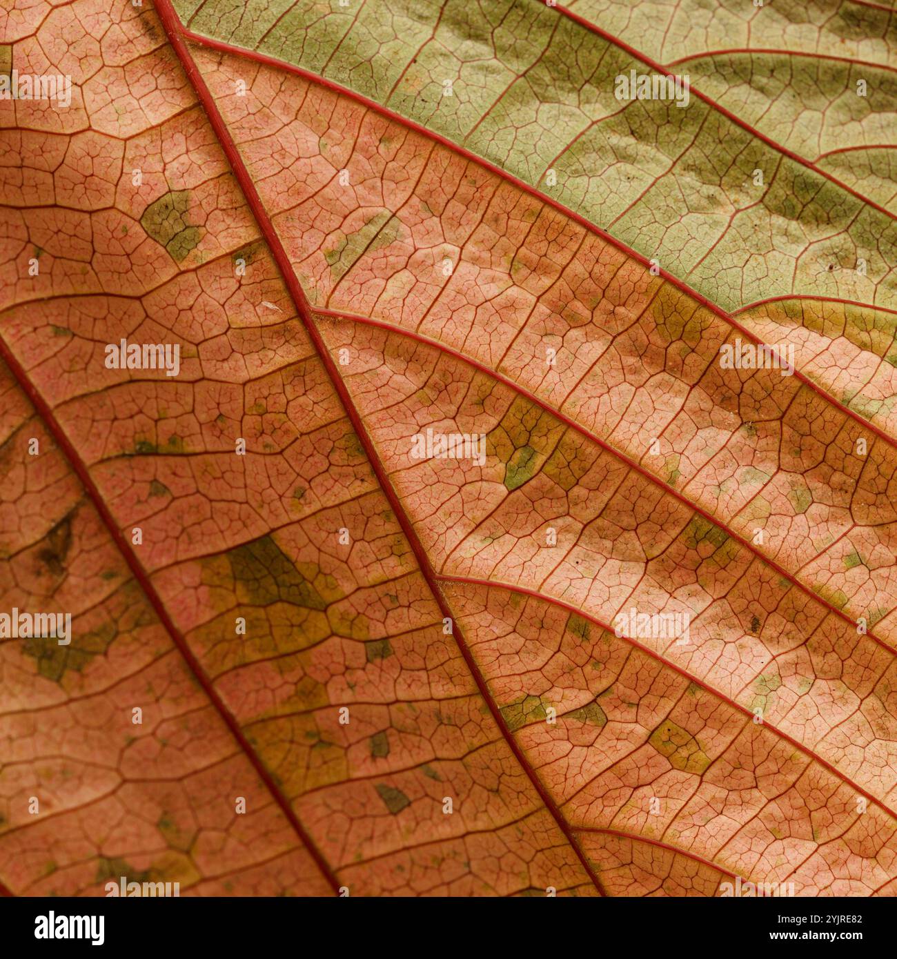 Colorful leaf of Acalypha wilkesiana, copperleaf plant Stock Photo - Alamy