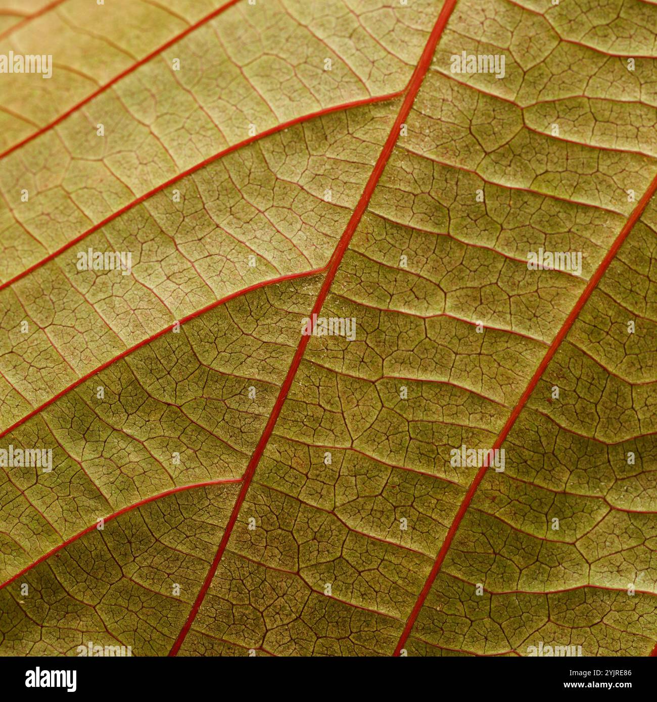 Colorful leaf of Acalypha wilkesiana, copperleaf plant Stock Photo - Alamy