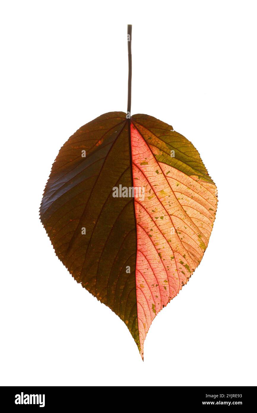 Colorful leaf of Acalypha wilkesiana, copperleaf plant Stock Photo - Alamy