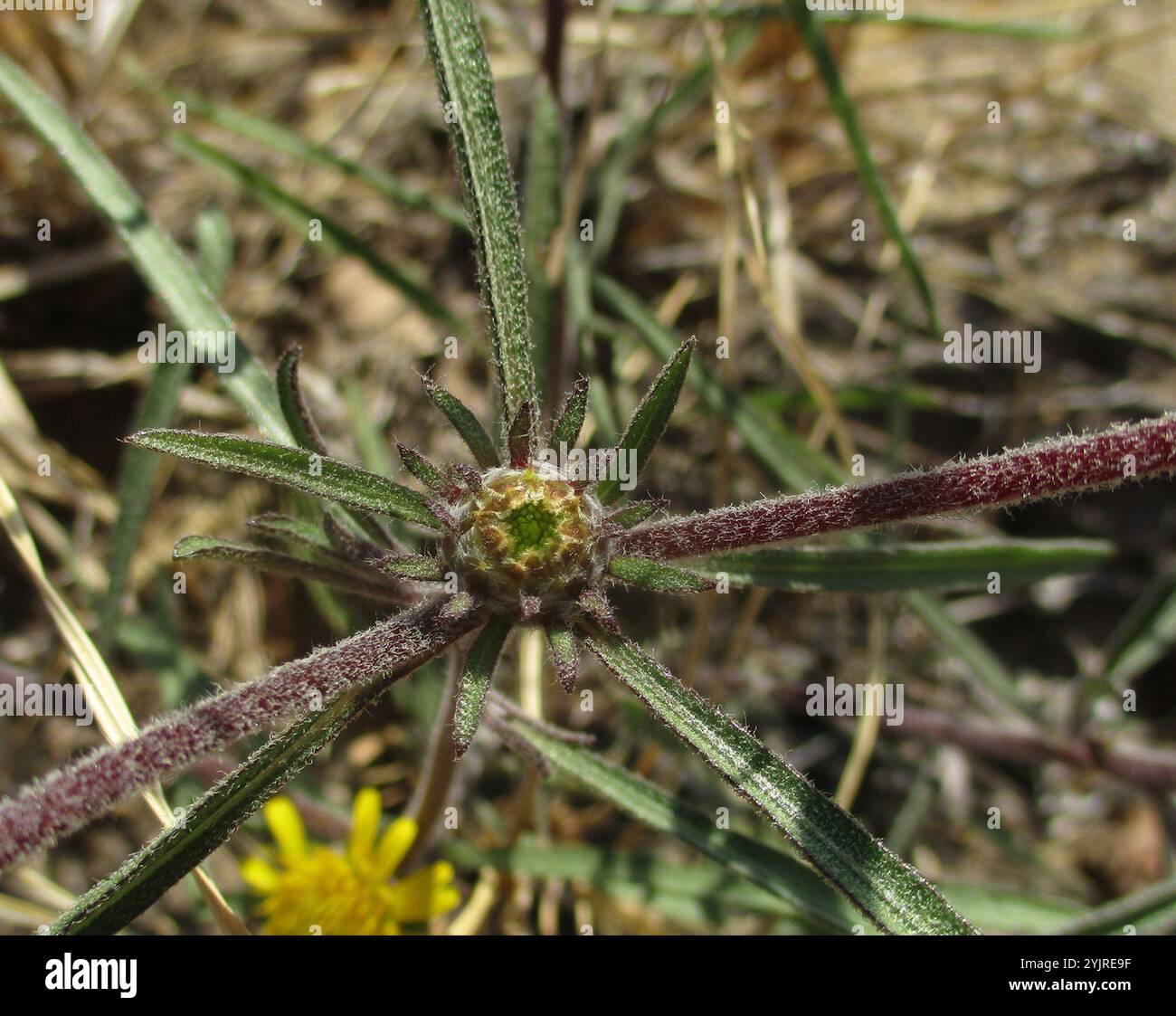 Button Vomitdaisy (Geigeria burkei Stock Photo - Alamy