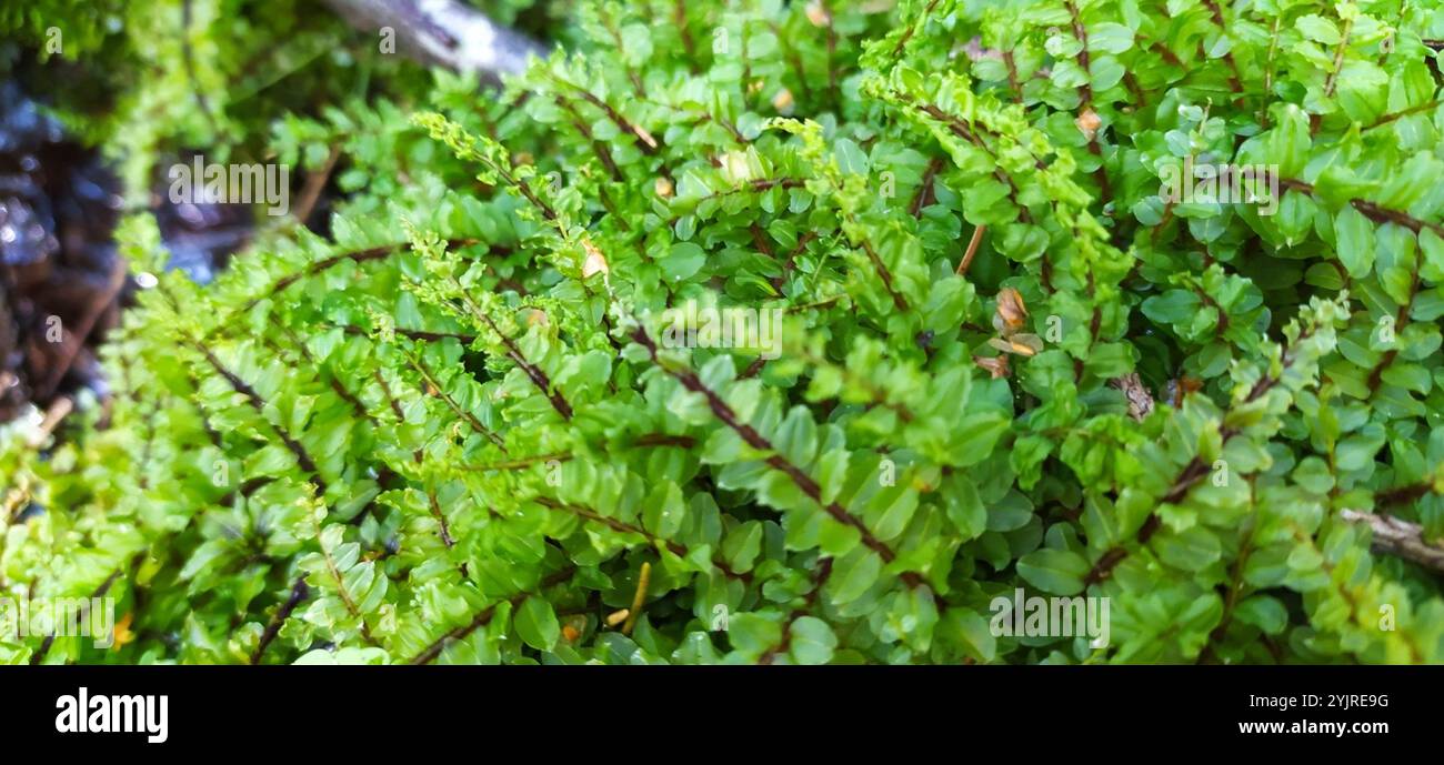 River Thyme Moss (Pseudobryum cinclidioides Stock Photo - Alamy