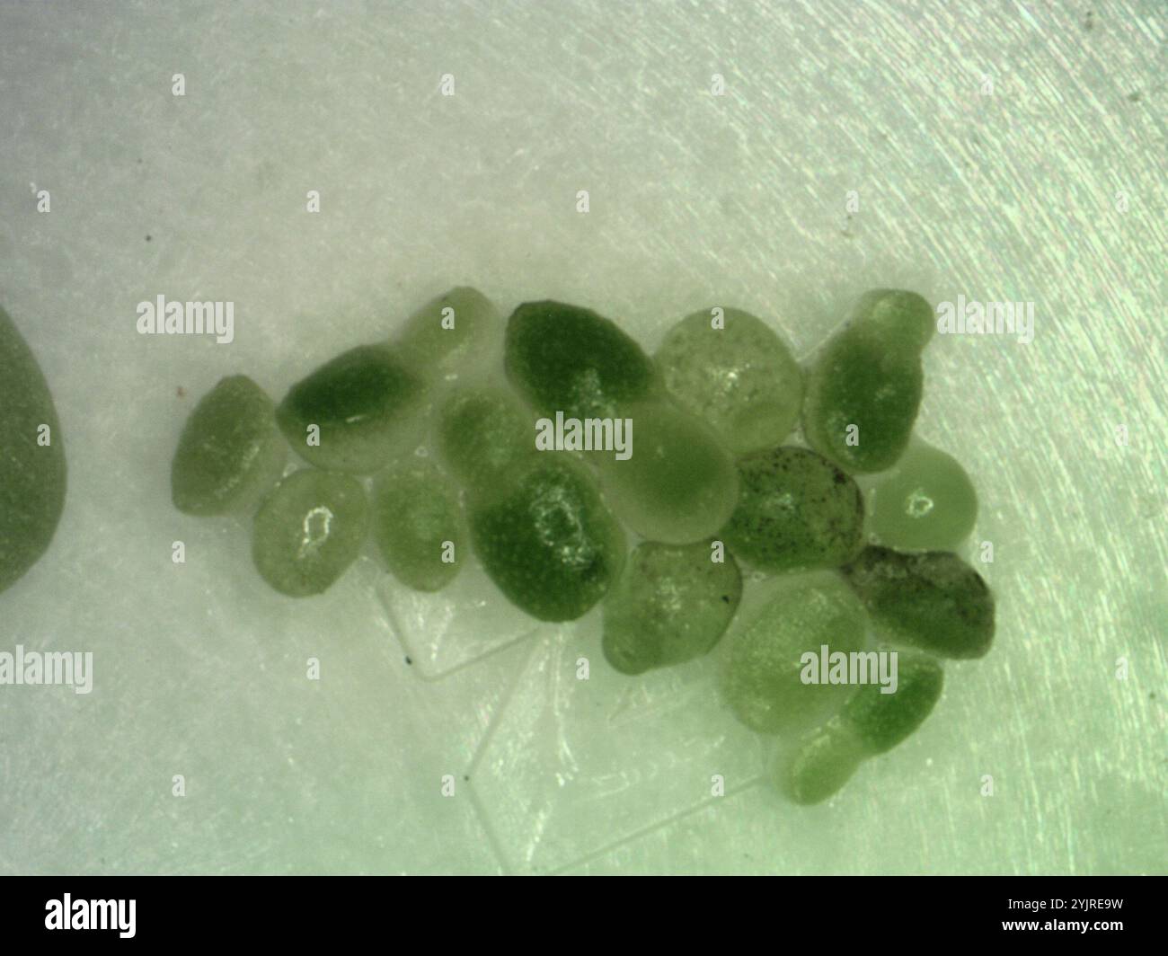 Brazilian watermeal hi-res stock photography and images - Alamy