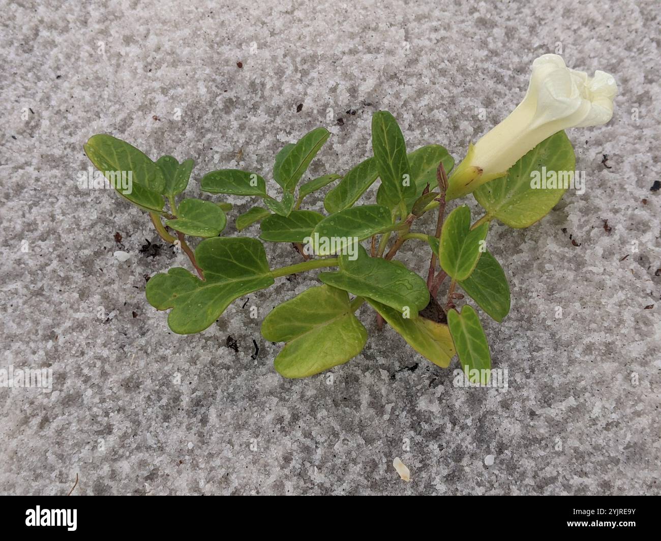 beach morning-glory (Ipomoea imperati Stock Photo - Alamy