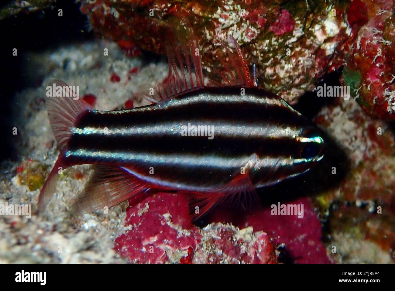 Blackstriped Cardinalfish (Ostorhinchus nigrofasciatus Stock Photo - Alamy