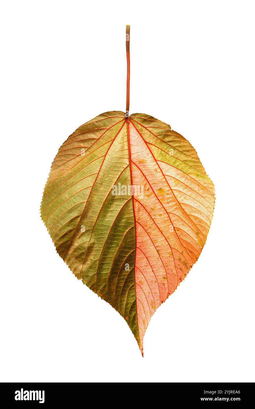 Colorful leaf of Acalypha wilkesiana, copperleaf plant Stock Photo - Alamy