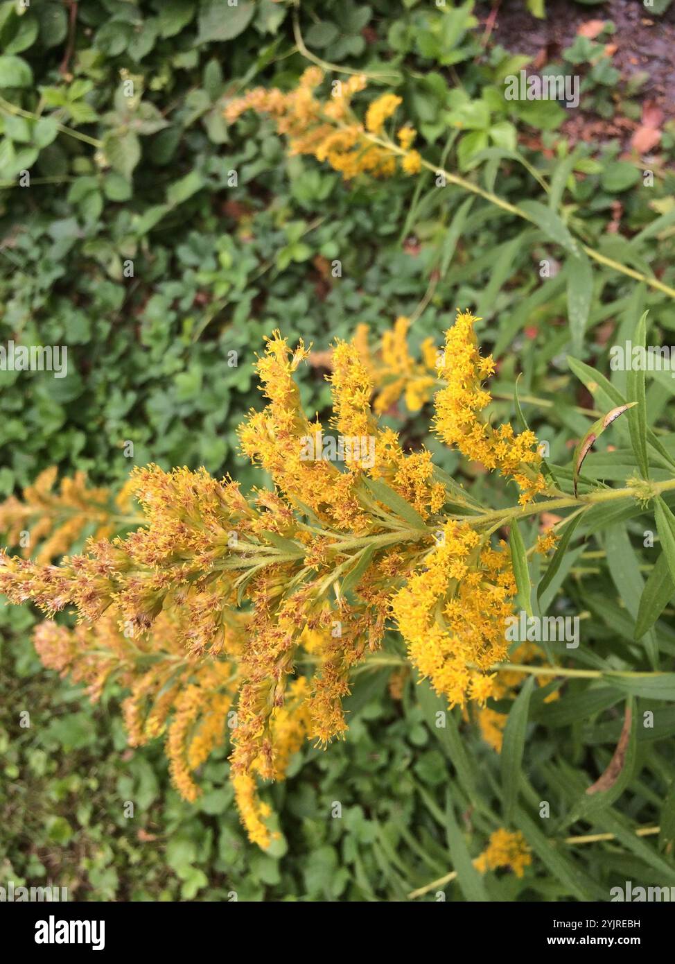 tall goldenrod (Solidago altissima Stock Photo - Alamy
