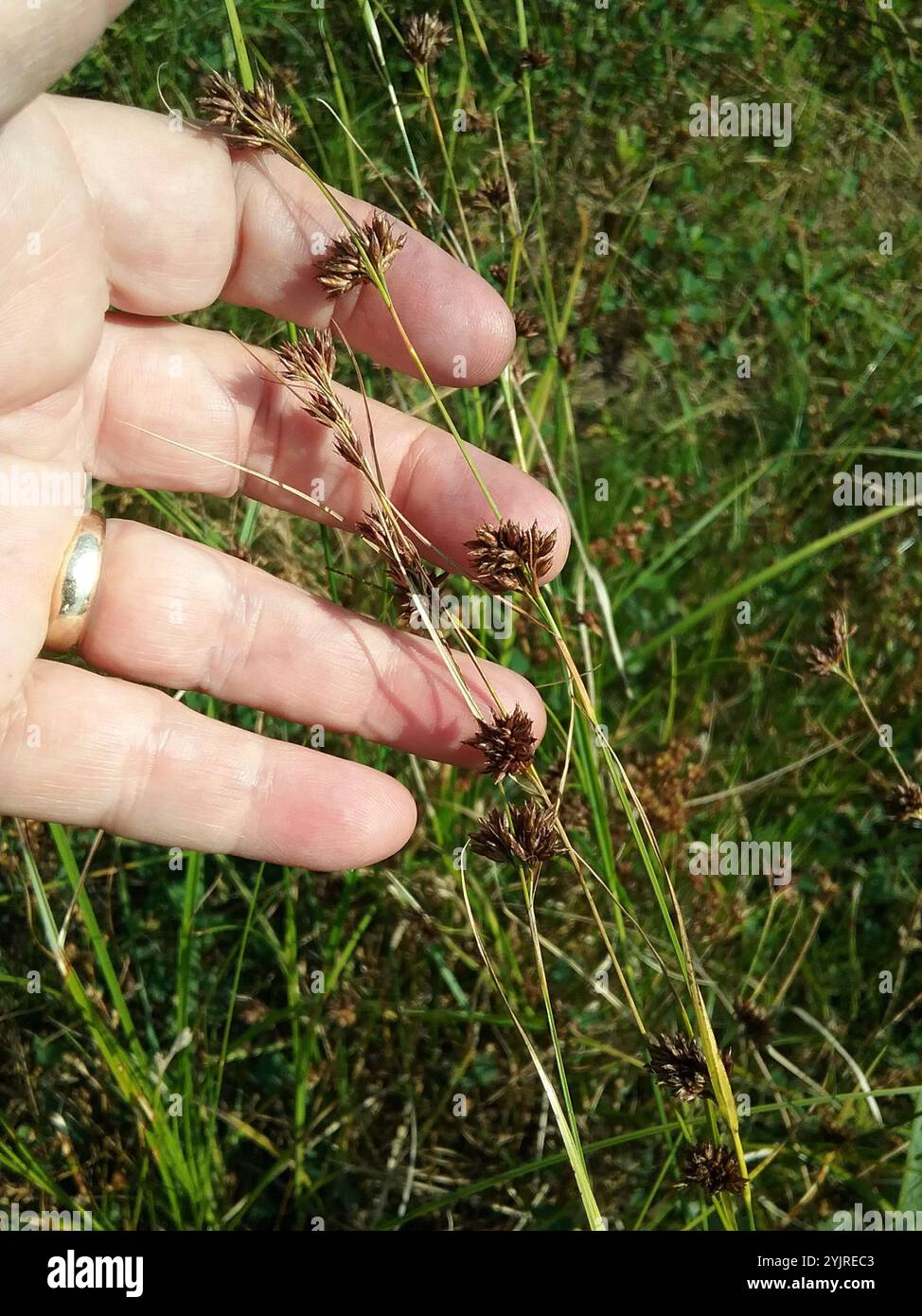 brownish beaked-rush (Rhynchospora capitellata Stock Photo - Alamy