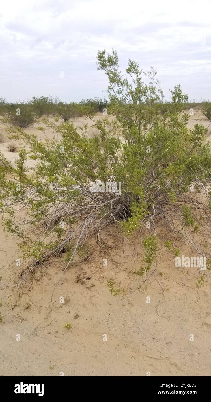 Creosote Bush (Larrea tridentata Stock Photo - Alamy
