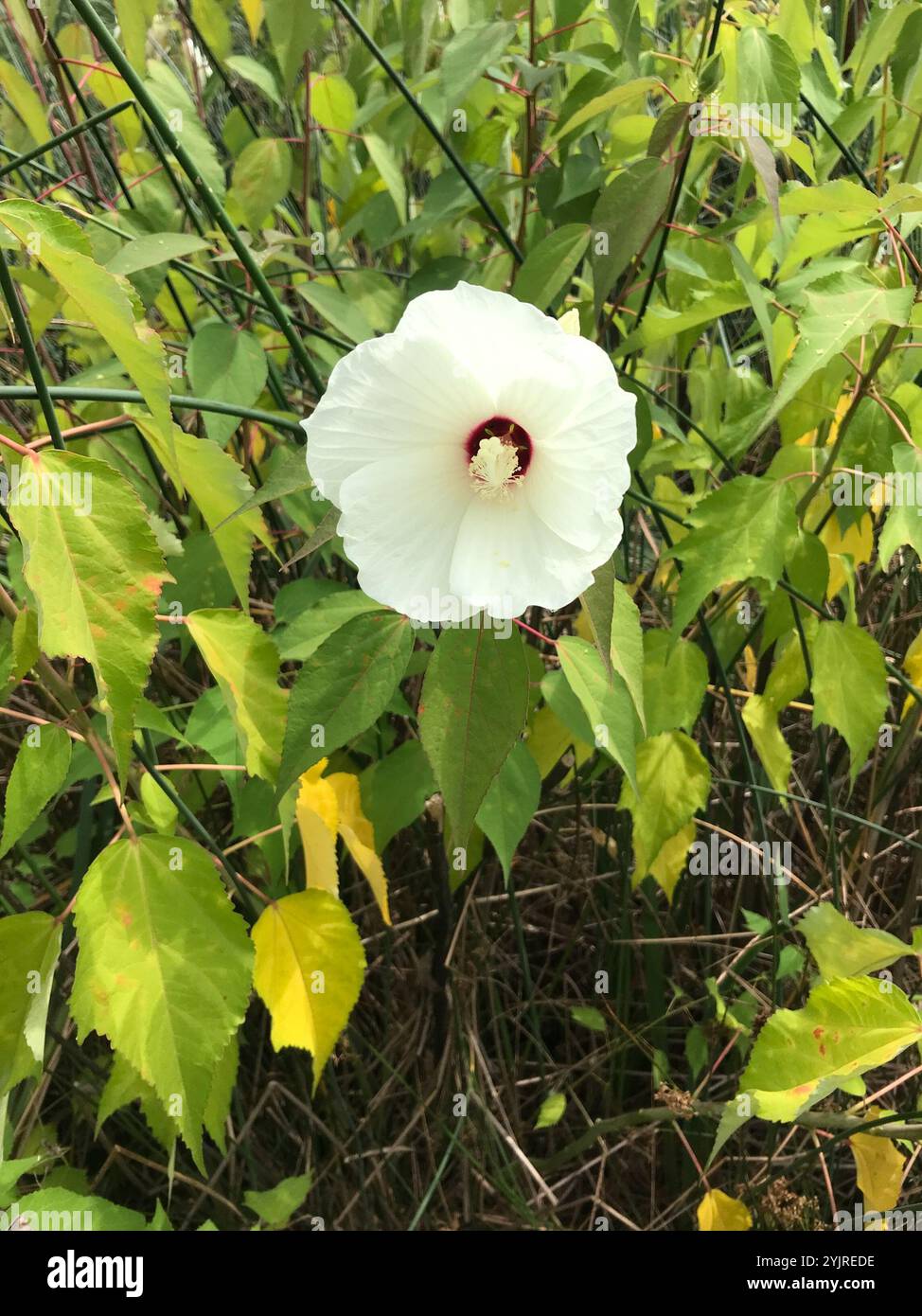 swamp rose mallow (Hibiscus moscheutos Stock Photo - Alamy