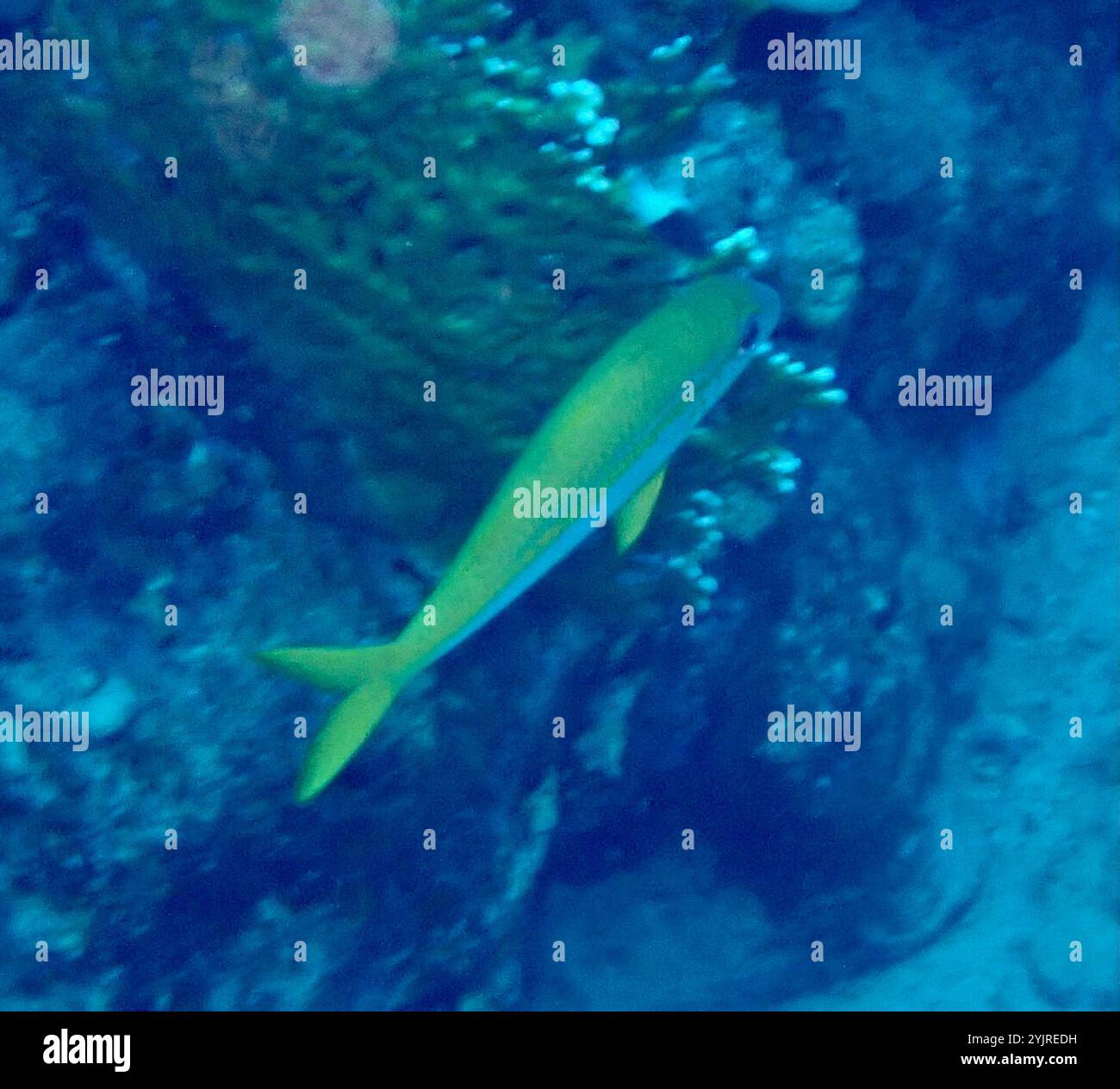 Yellowfin Goatfish (Mulloidichthys vanicolensis Stock Photo - Alamy