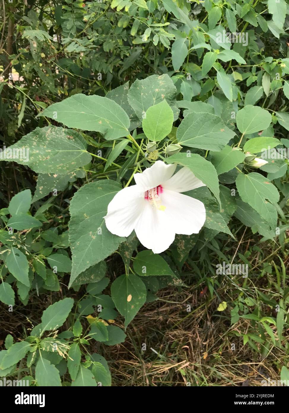 swamp rose mallow (Hibiscus moscheutos Stock Photo - Alamy