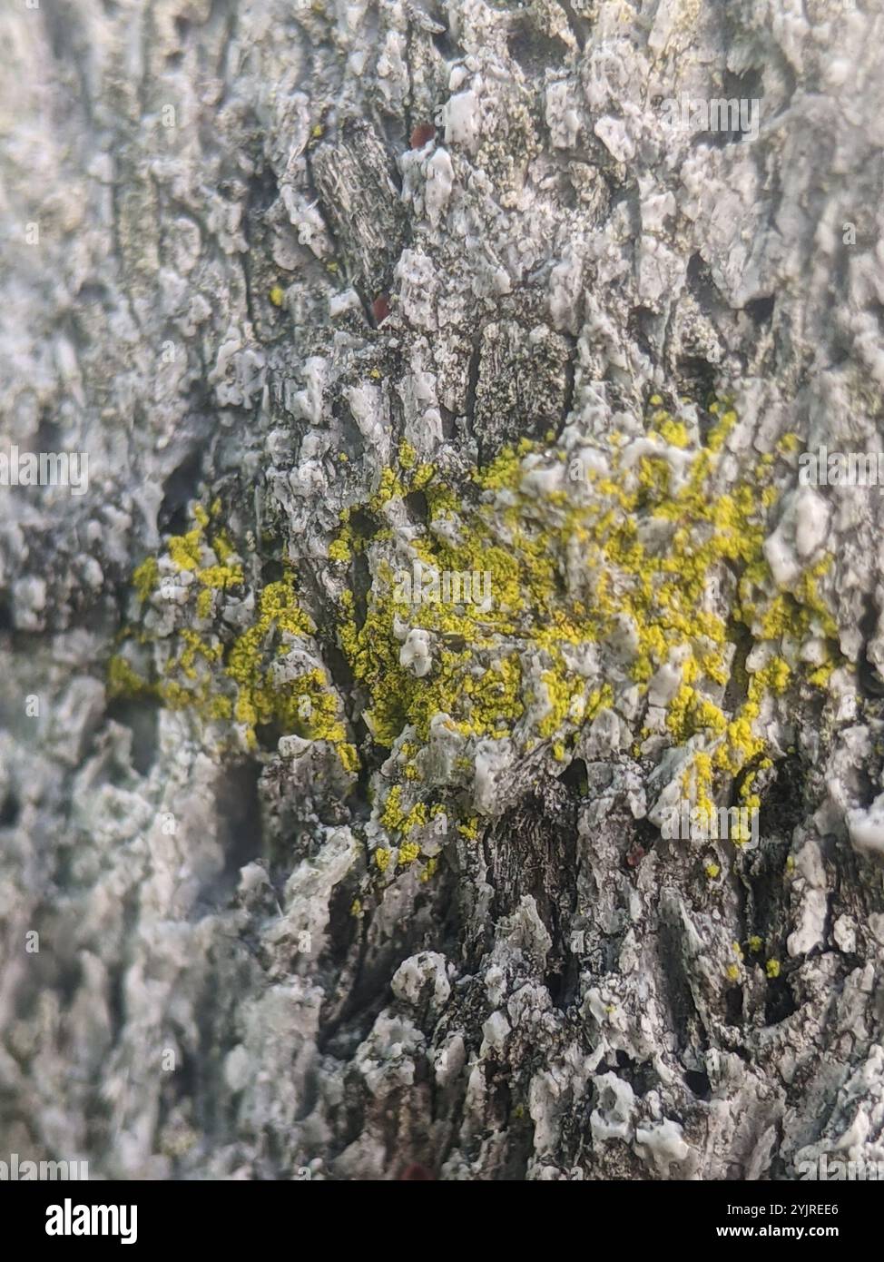 gold dust lichen (Chrysothrix candelaris Stock Photo - Alamy