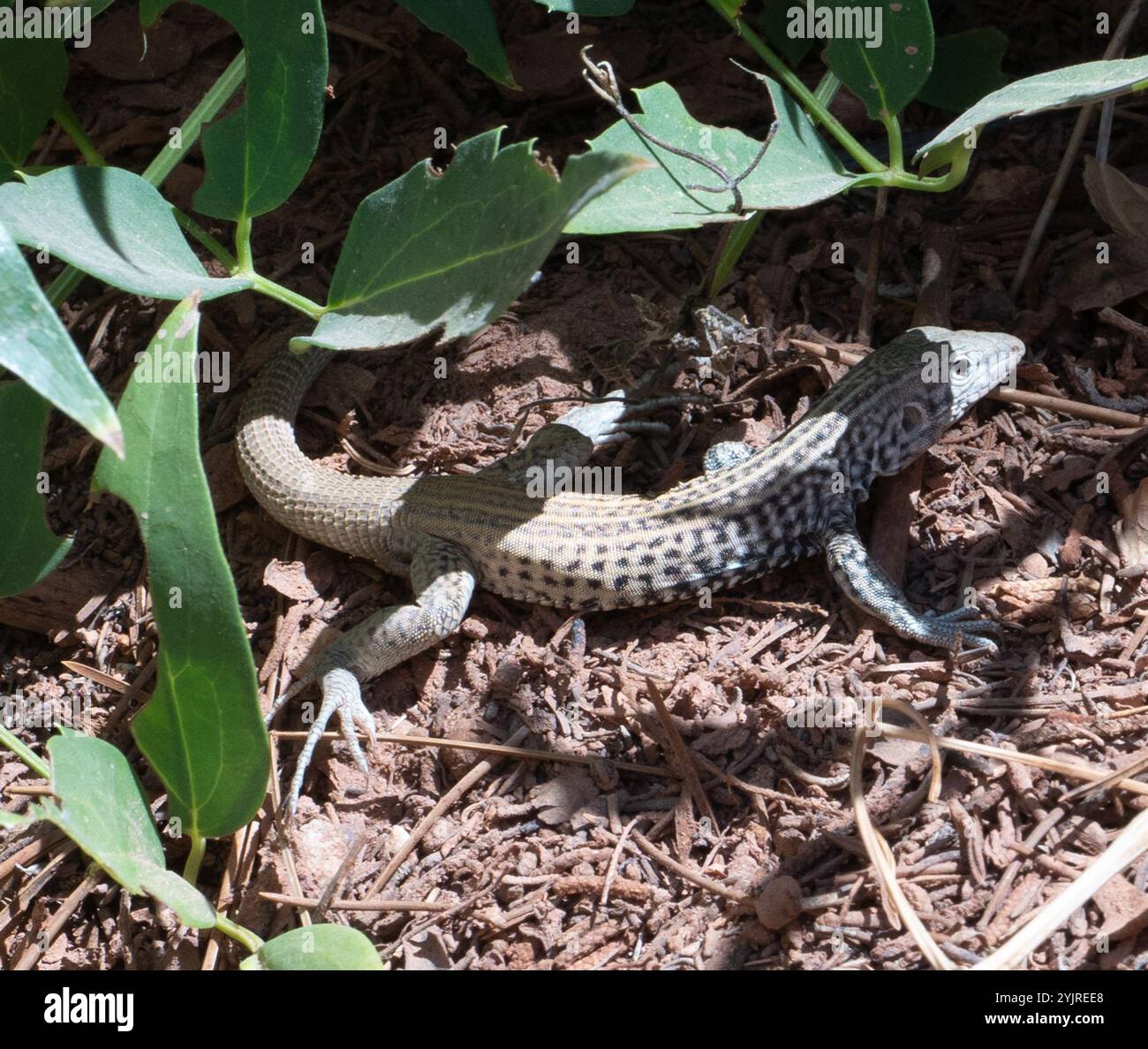 Western Whiptail (Aspidoscelis tigris Stock Photo - Alamy