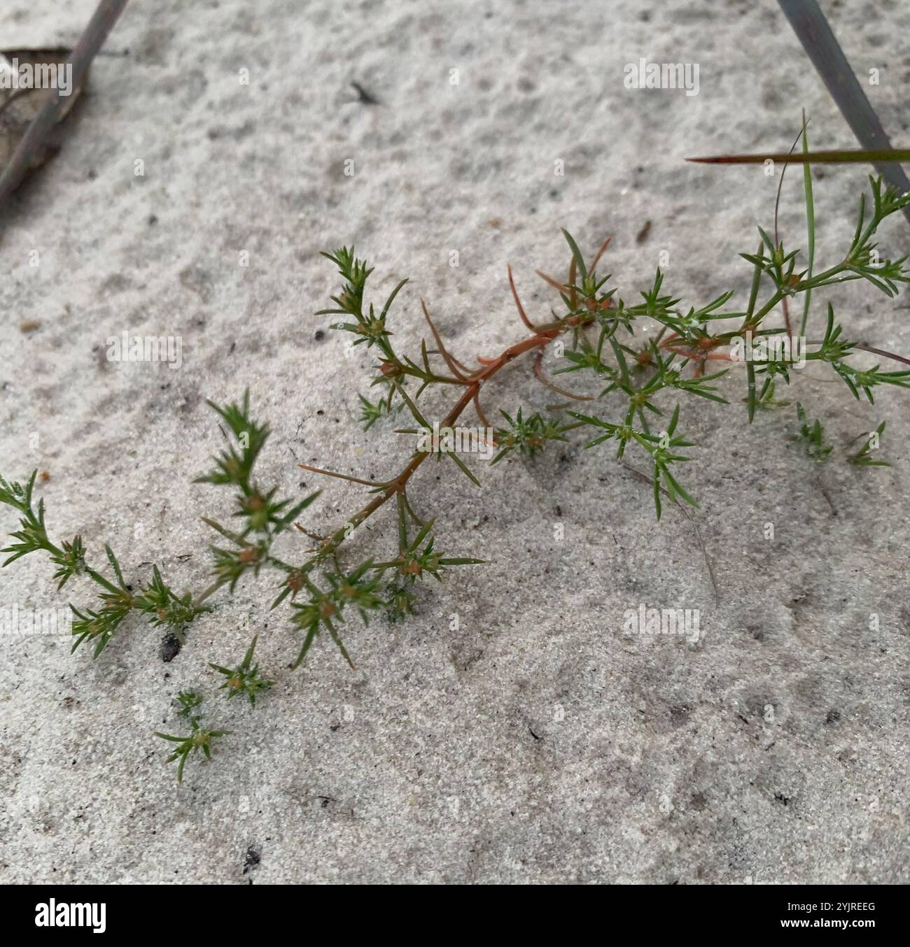 Rust Weed (Polypremum procumbens Stock Photo - Alamy
