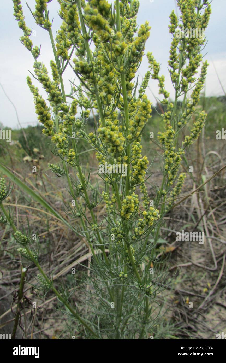 Field Sagewort (Artemisia campestris Stock Photo - Alamy