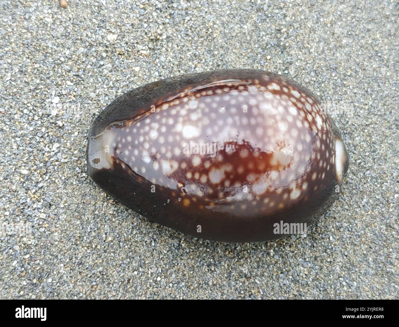 Monetaria caputserpentis hi-res stock photography and images - Alamy
