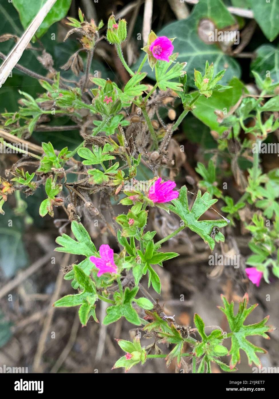 Cut-leaved crane's-bill (Geranium dissectum Stock Photo - Alamy