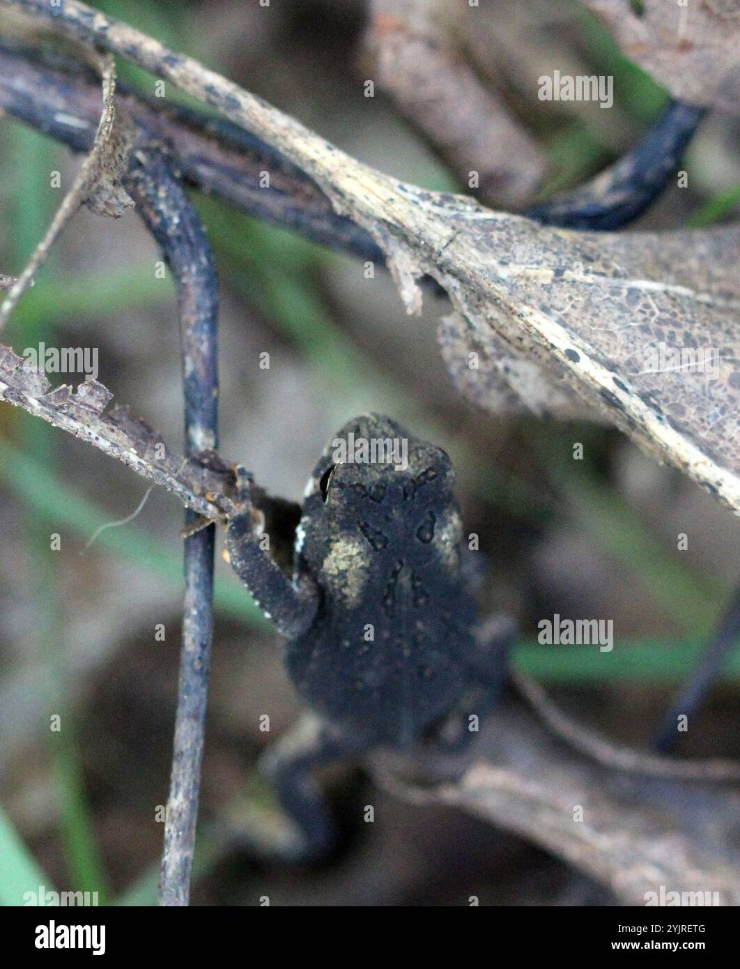 American Toad (Anaxyrus americanus Stock Photo - Alamy