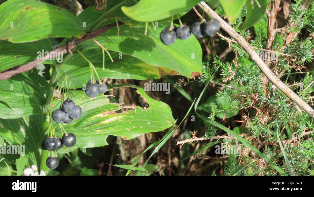 giant Solomon's seal (Polygonatum biflorum commutatum Stock Photo - Alamy