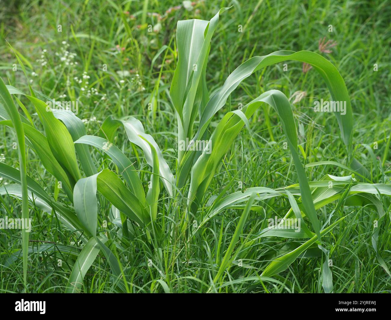 Wild Sorghum (Sorghum bicolor verticilliflorum Stock Photo - Alamy