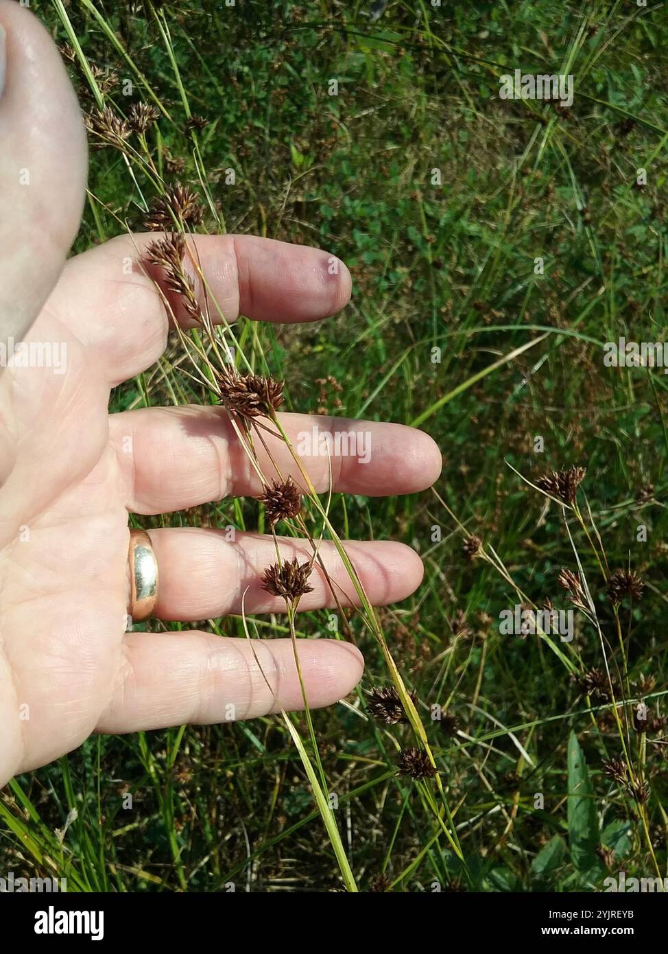 brownish beaked-rush (Rhynchospora capitellata Stock Photo - Alamy